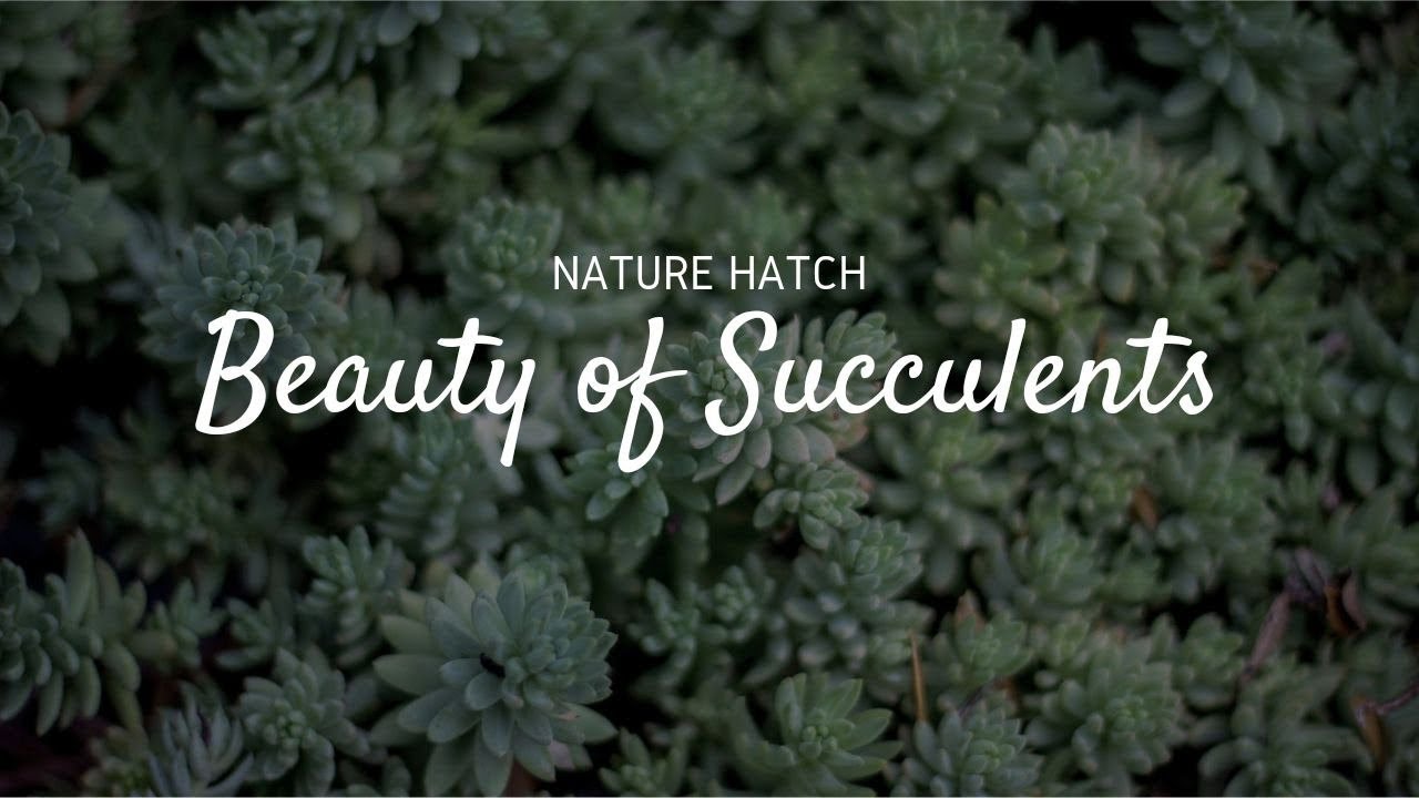 Discover the Beauty of Succulents ~ Nature Hatch - YouTube