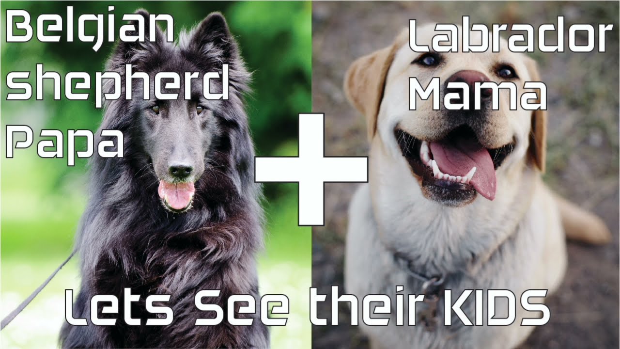 Labrador and Belgian Malinois Mix / Cross - YouTube