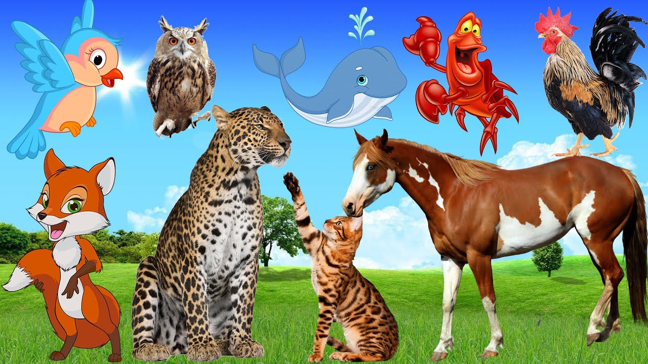 Animal sounds around us: Ostrich, Ocelot, Orangutan, Oryx, Pelican ...
