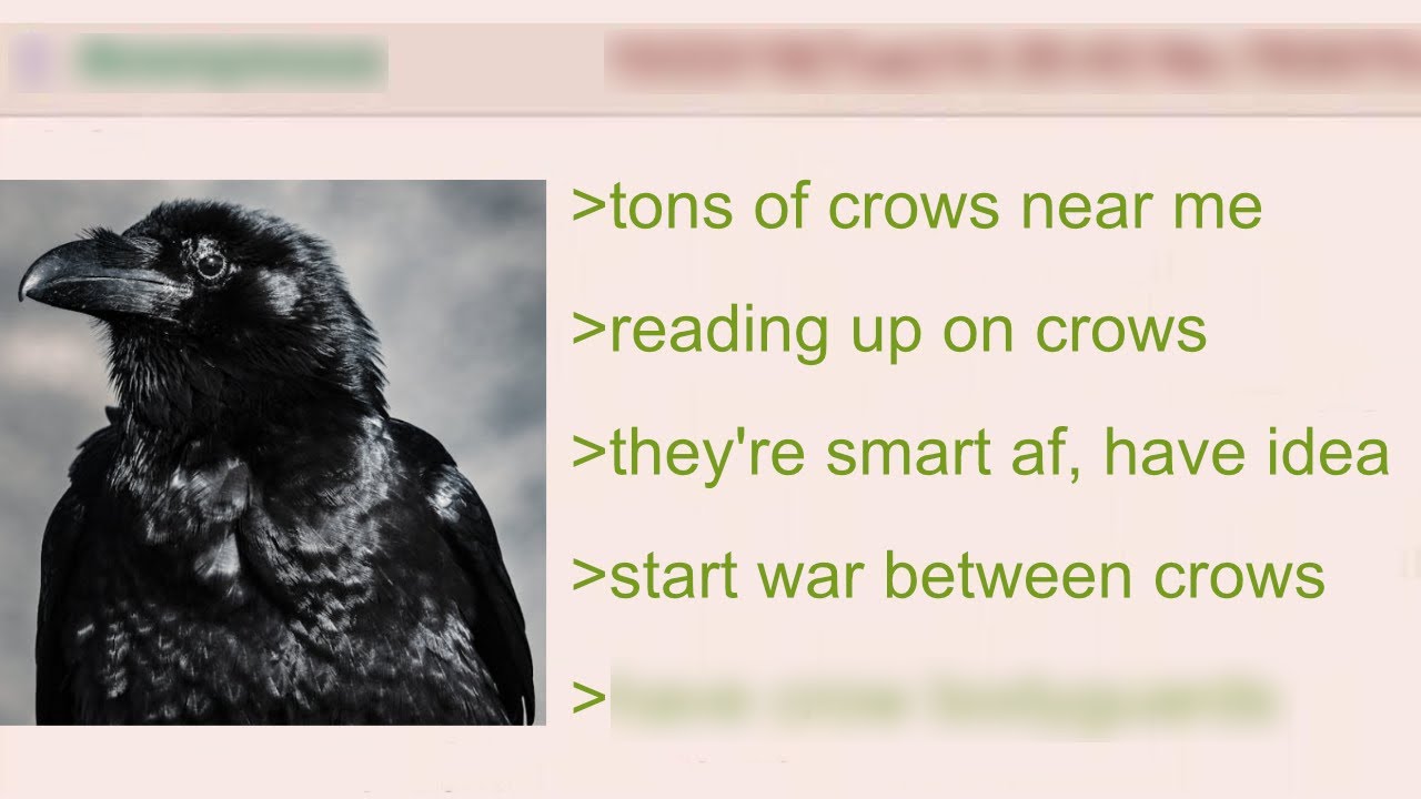 Anon starts a Crow War | 4Chan Greentext Stories - YouTube