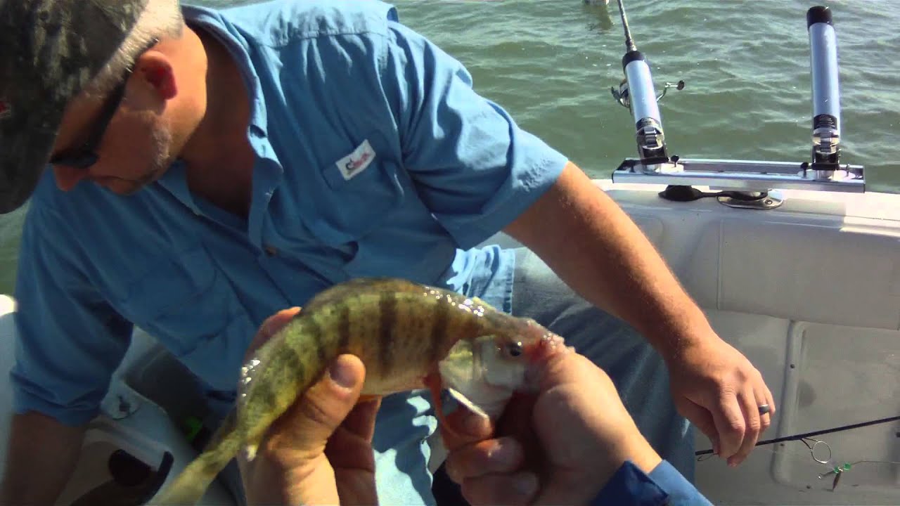 FISH HOGS 12 - YouTube