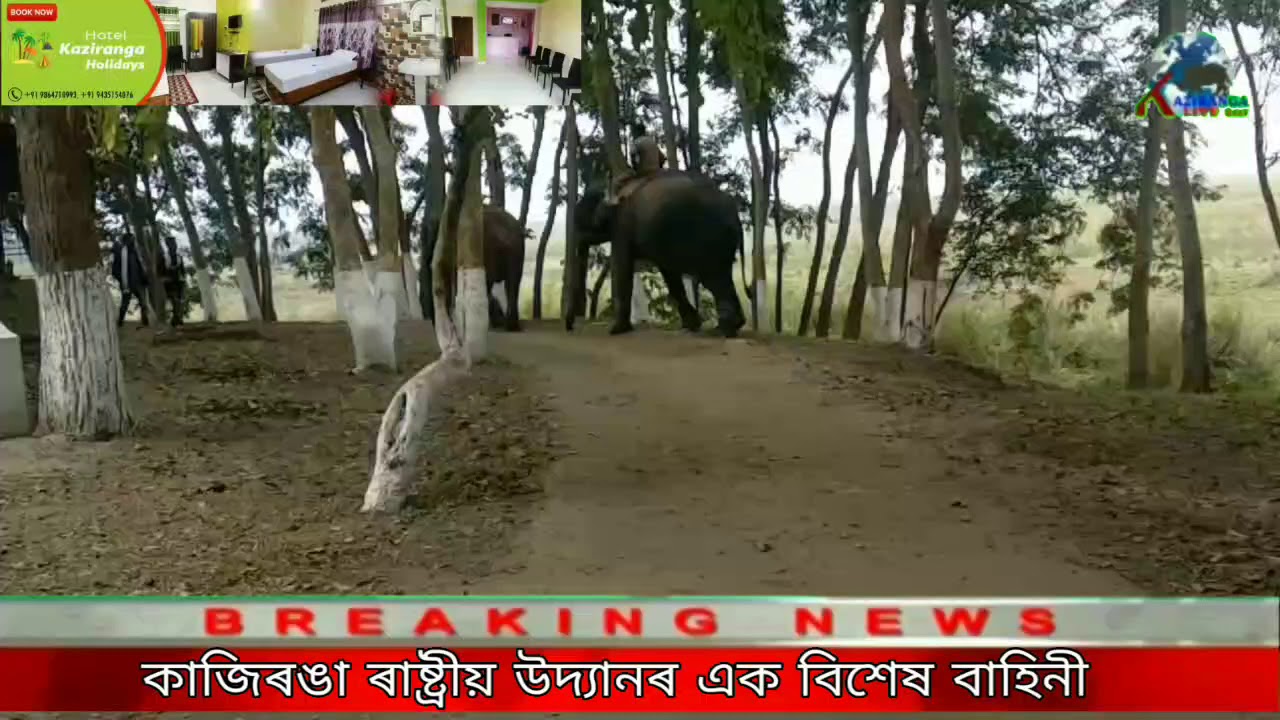 ELEPHANT FORCE OF KAZIRANGA NATIONAL PARK - YouTube