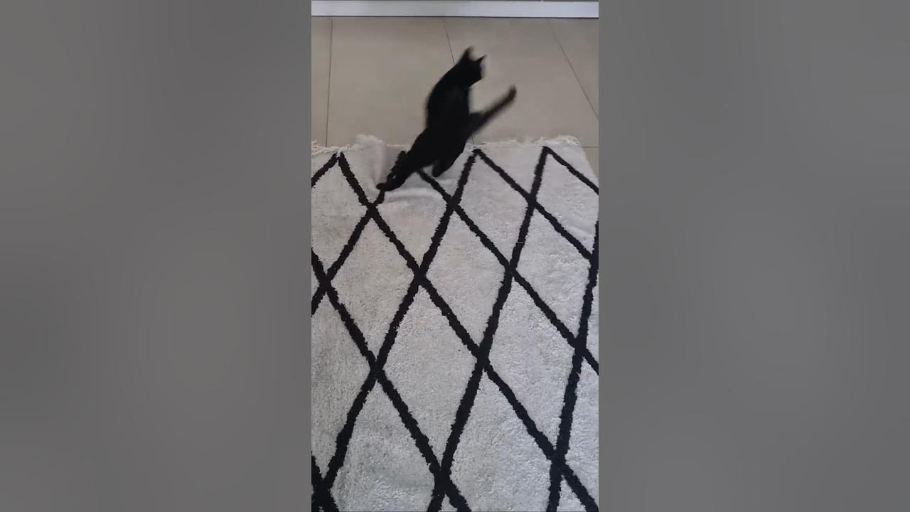 Kitty chasing mouse - YouTube