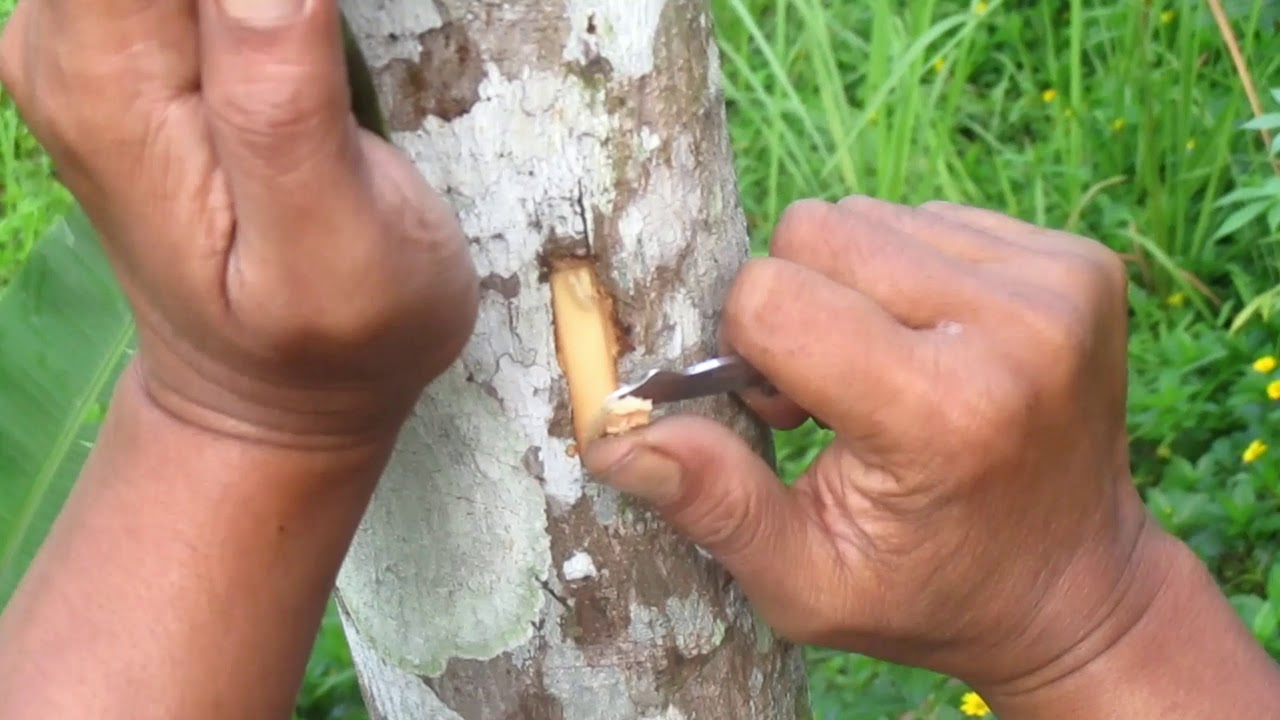 Top working avocado - YouTube