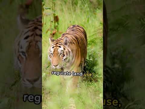 What Are Sunda Tigers Ecological Role