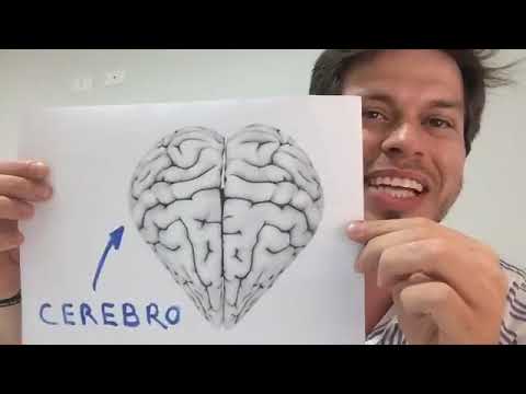 Cérebro, o órgão BURRO - YouTube