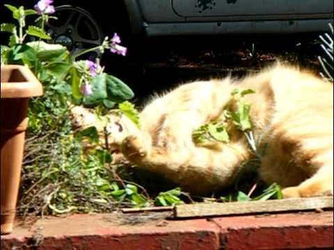 Hoolie the Stoner-Cat Getting high on Catnip. - YouTube