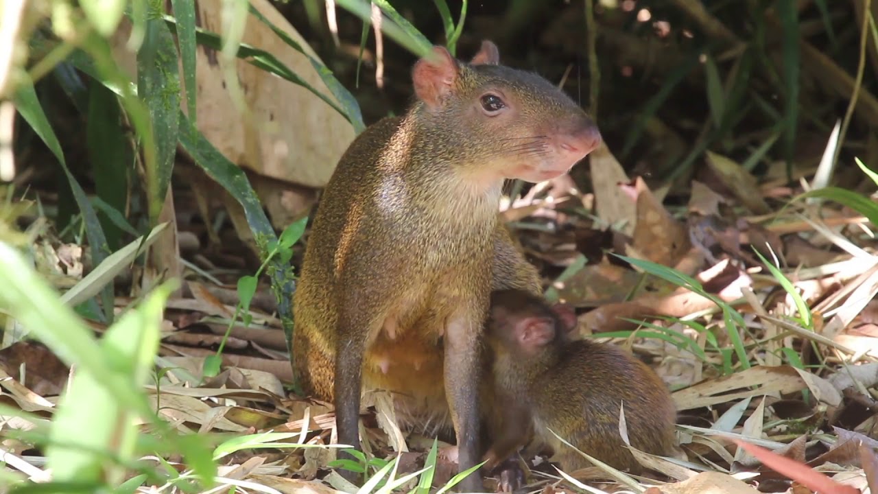 Rare encounter: Wild Agouti feeding her baby in La Gamba, Costa Rica ...