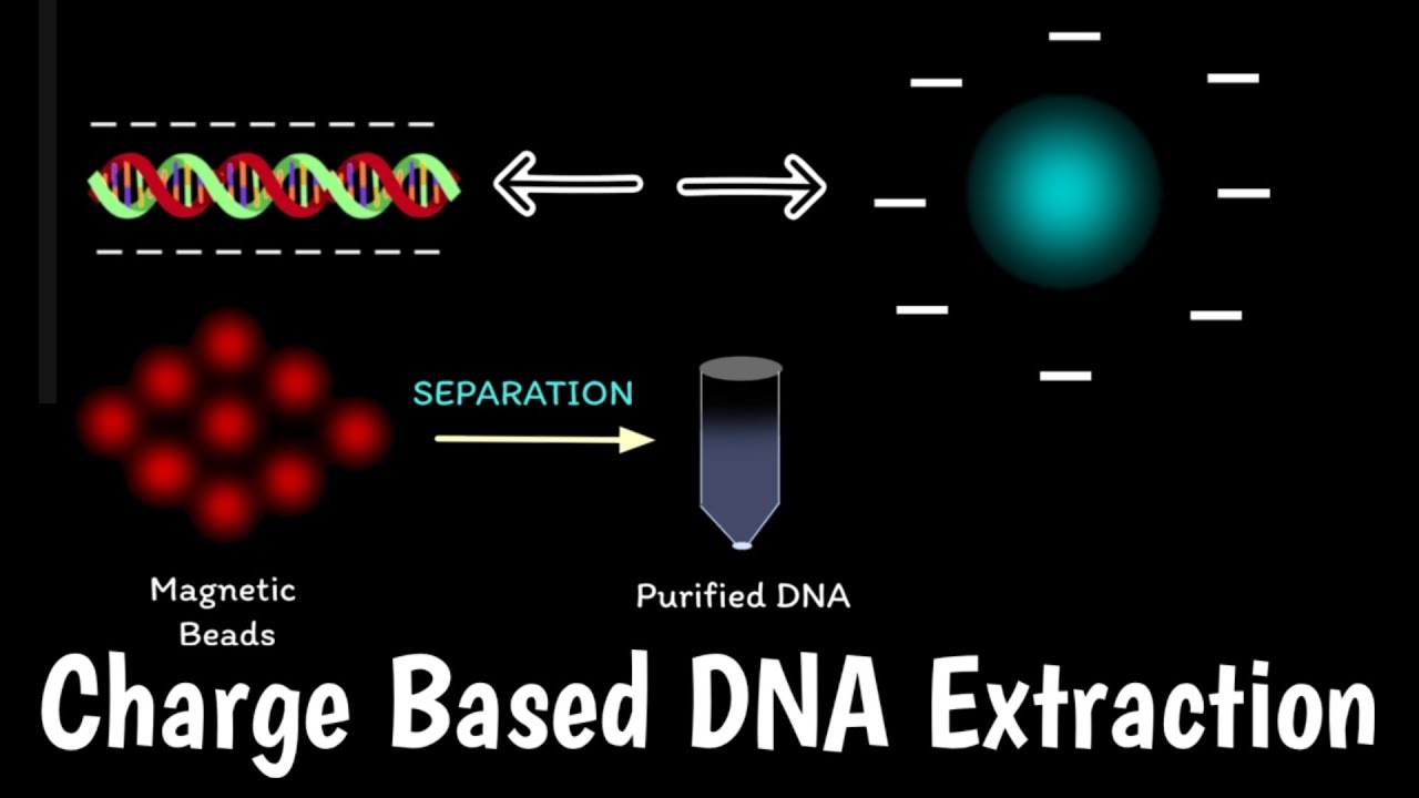 Charge Based DNA & RNA Extraction | Ionic And anion System For DNA ...