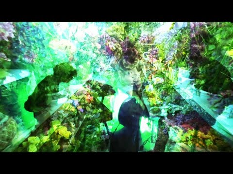 KUF – GOLD