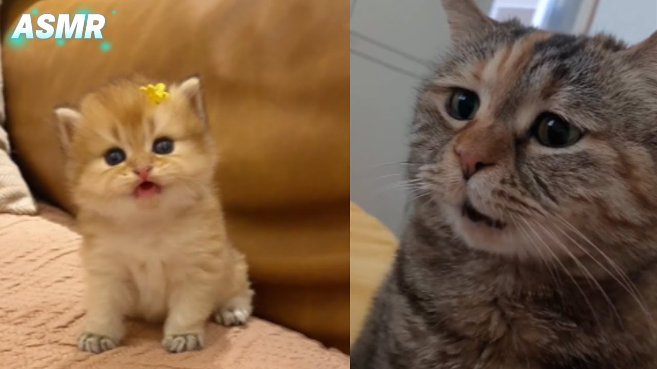 Sweet Cat Meows | Gentle ASMR Serenade - YouTube