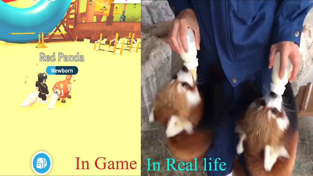 Feeding red panda milk in game/ real life - YouTube