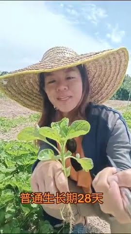 DADDY FARM - BAYAM HIJAU - YouTube