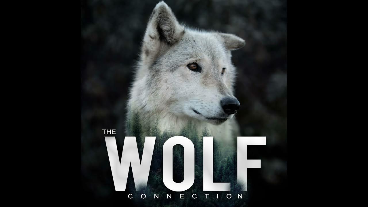 Episode #19 Rick McIntyre - Wolf 8 & Wolf 21 - YouTube