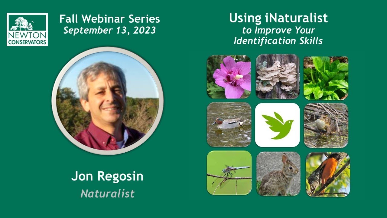 Using iNaturalist to Improve Your Identification Skills - YouTube