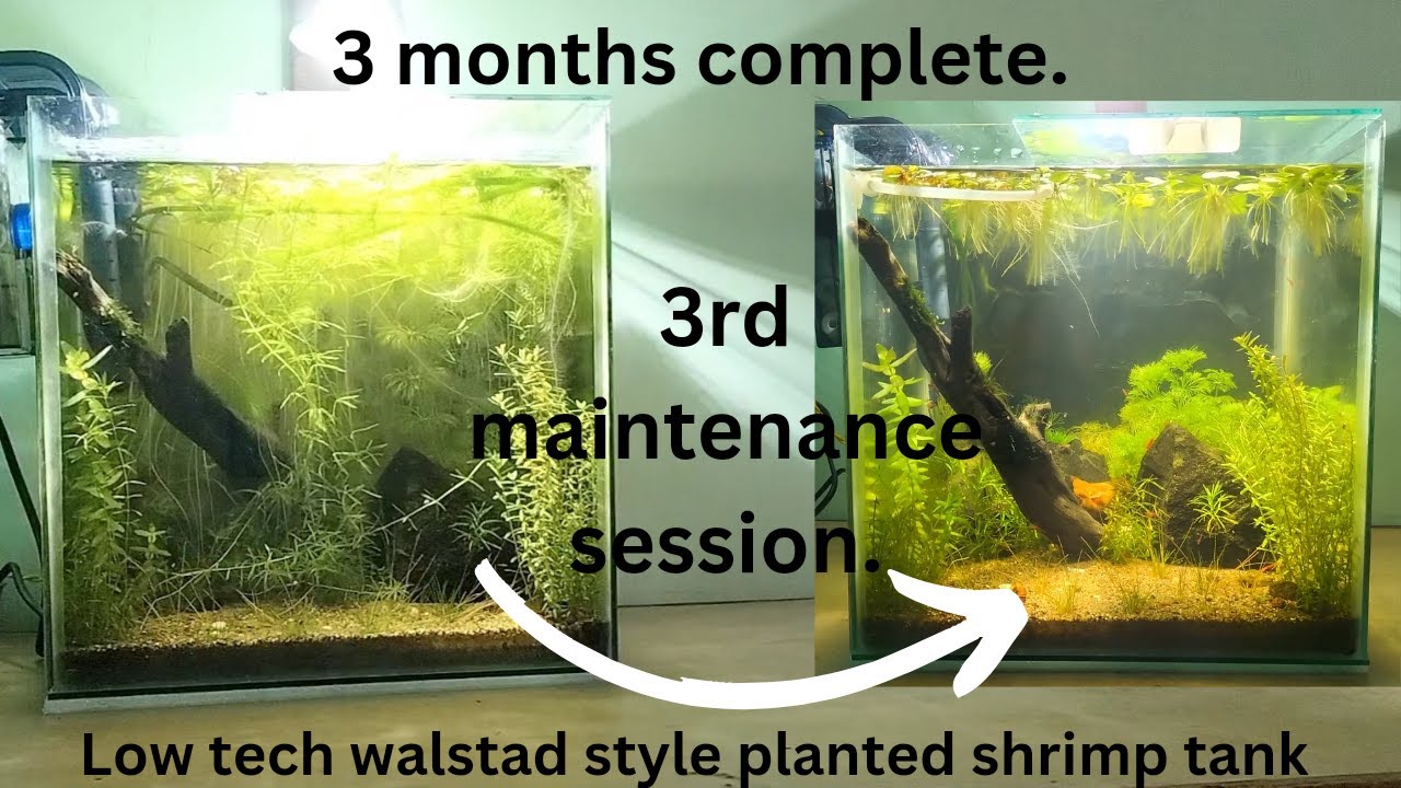 3 months complete | Shrimp tank | Walstad method | No fert | Low ...