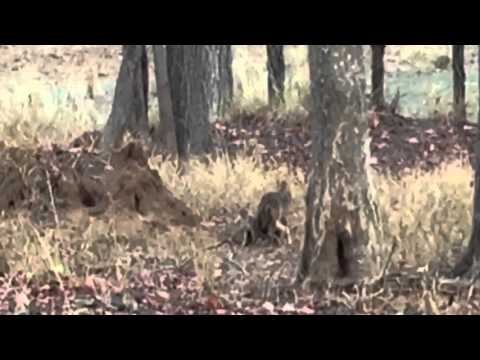 Mother Jackal feeding her 4 pups - India - YouTube