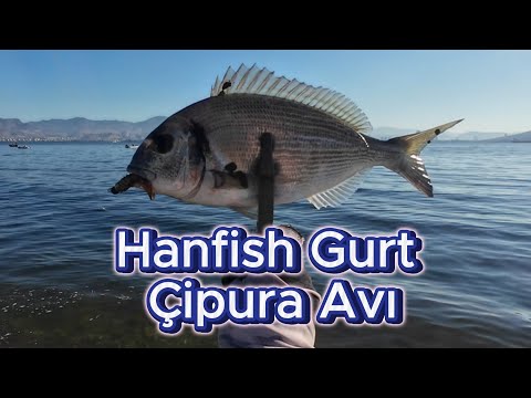Hanfish Gurt İle Çipura Avı