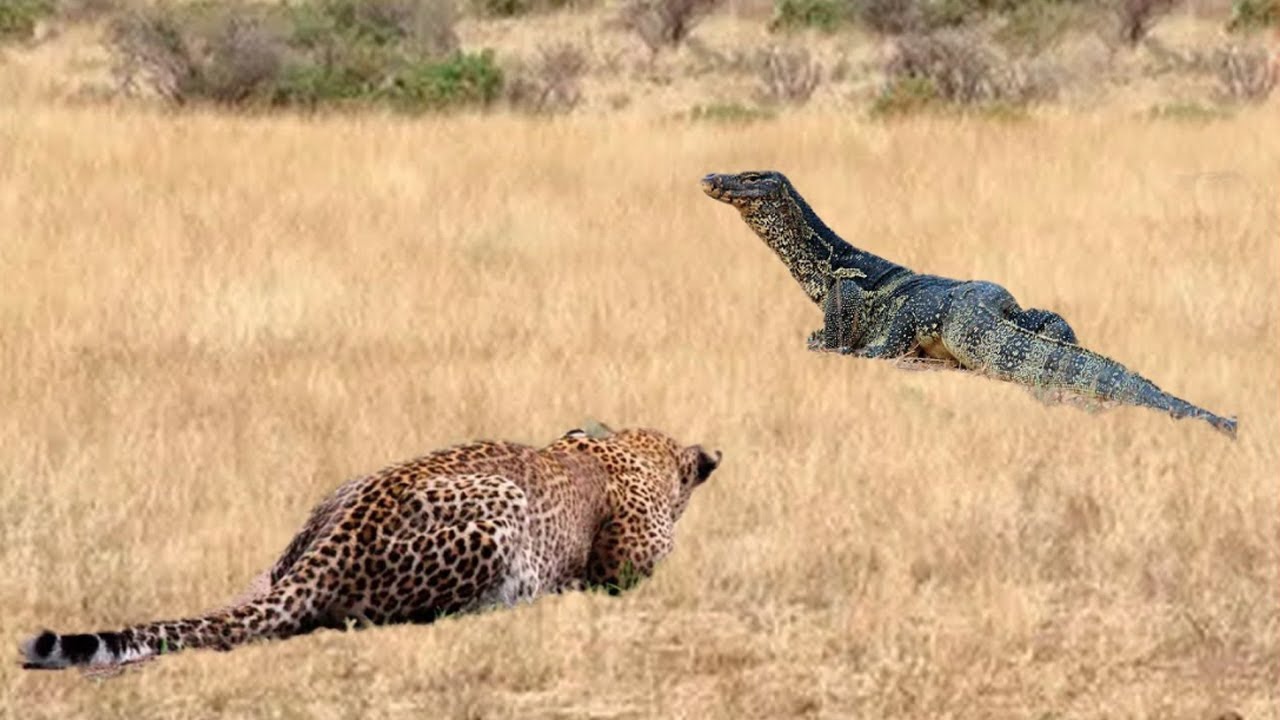 Aghast! The Brutal Moment When the Fierce Lion Couldn't Avoid The Giant ...