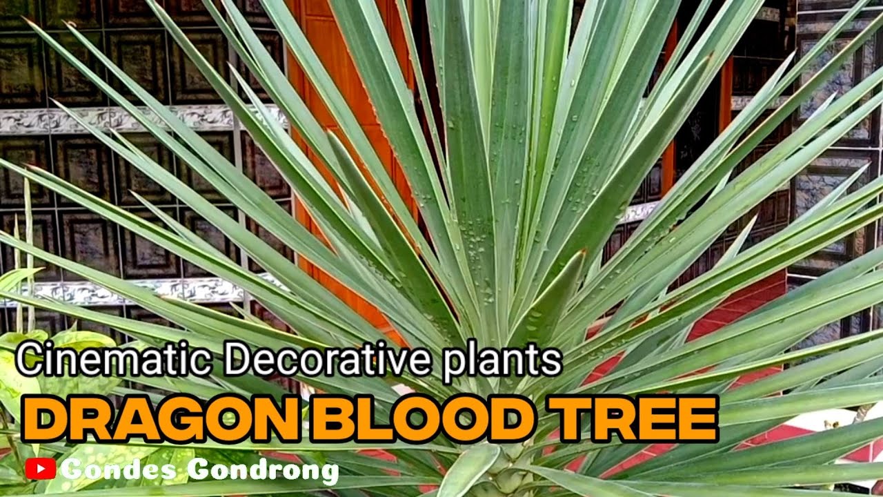 Cinematic Decorative plants | Dragon Blood tree - YouTube