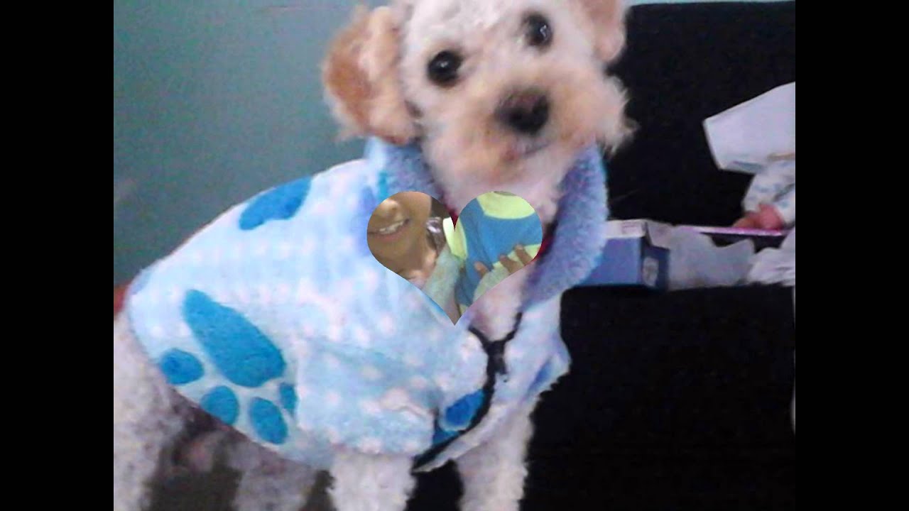 Mi perrito puchi - YouTube