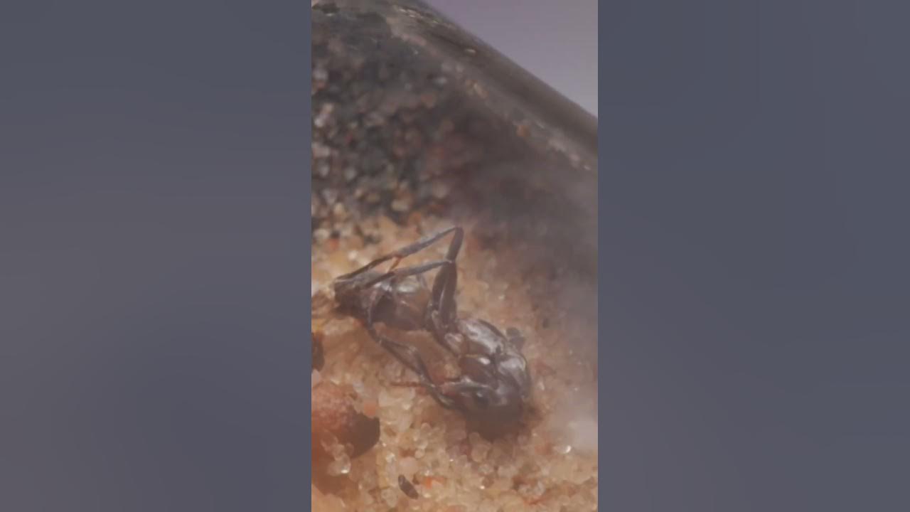 🤯texas Bullet Worker Ant Hatching Youtube