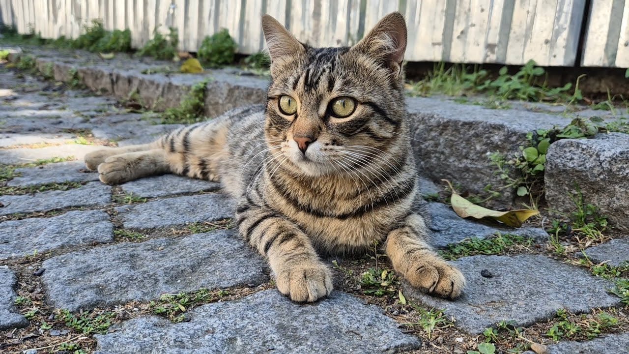 A wonderfully patterned tabby cat with a fascinating beauty. - YouTube