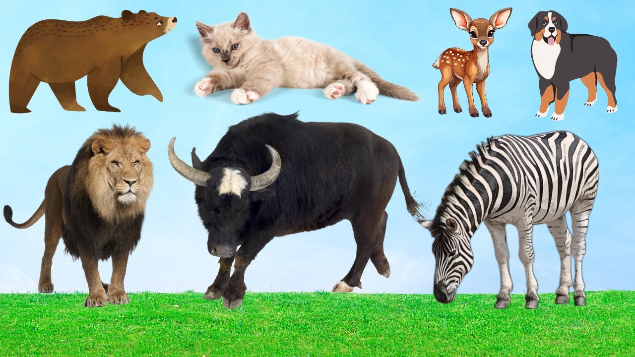 Friendly Animals - Horse, Chicken, Sheep, Buffalo, Dog, Cat ,Tiger ...