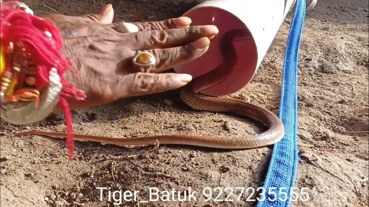 #tiger_batuk People.# Game - YouTube