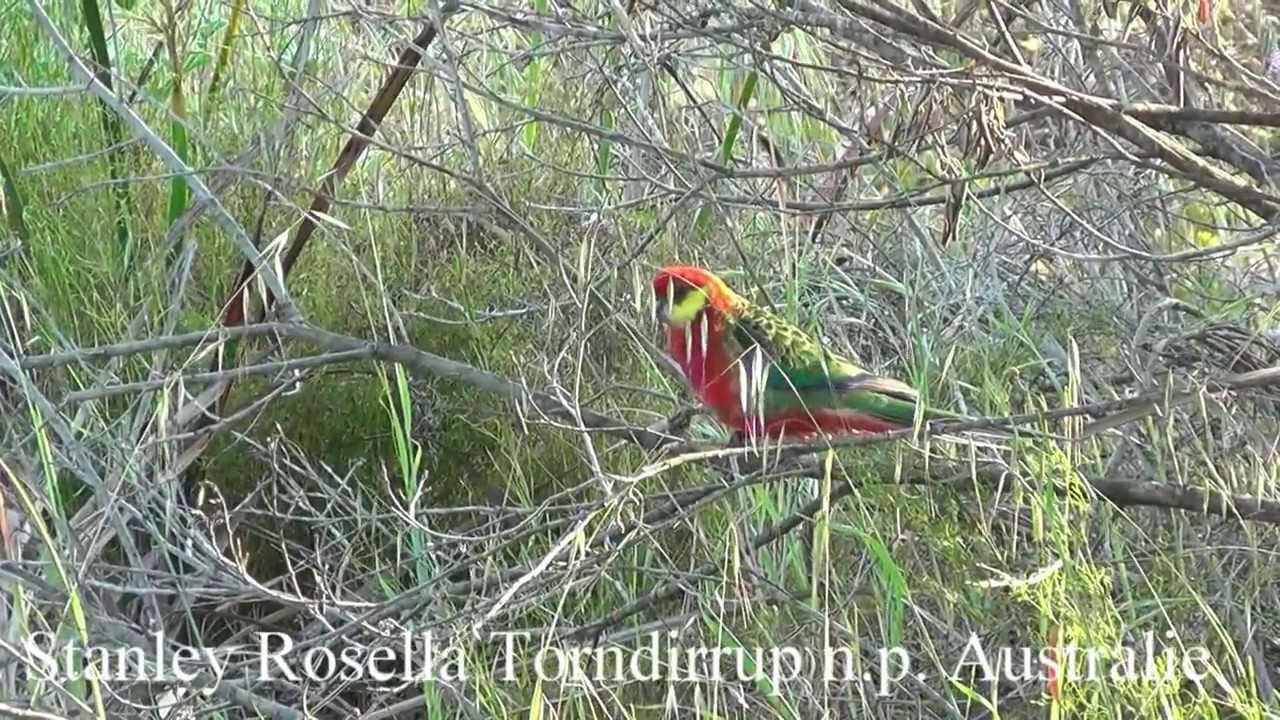 Stanley Rosella / Western Rosella. - YouTube