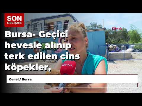 Bursa- Geçici hevesle alınıp terk edilen cins köpekler, sahiplenilmeyi bekliyor