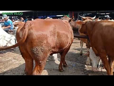 CIRI FISIK SAPI INDUKAN BESAR PENCETAK SAPI JUMBO | GREEN VLOG - YouTube