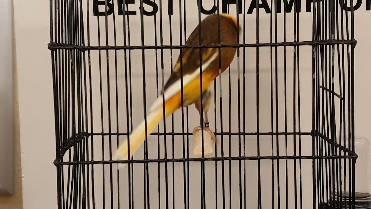 Southern & Eastern Counties Yorkshire Canary Show best in show and best ...