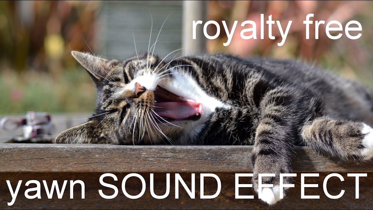 man waking up in the morning Sound Effect - YouTube