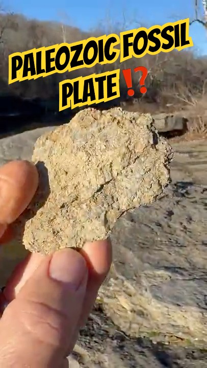This Rock Was Once Alive! #fossil #rockhounding #paleontology #shorts ...