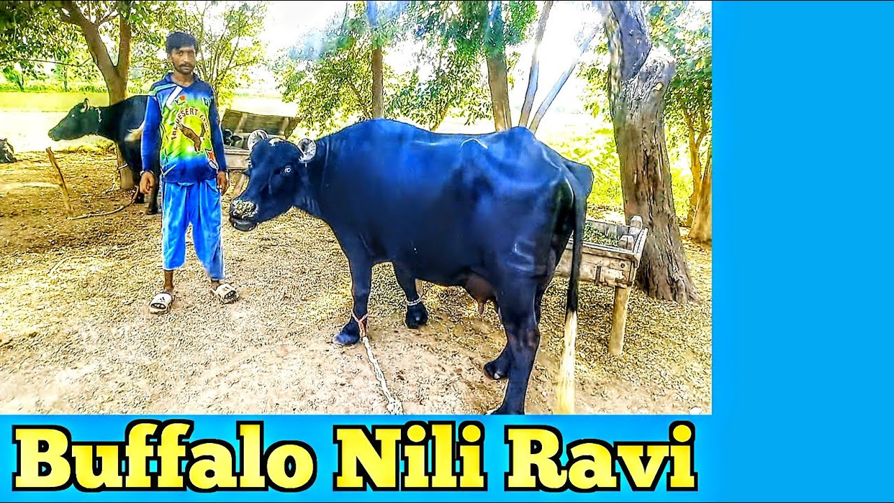 Pure Nilli Ravi buffalo | Nili Ki Mandi | @AshfaqLakhwera129 - YouTube