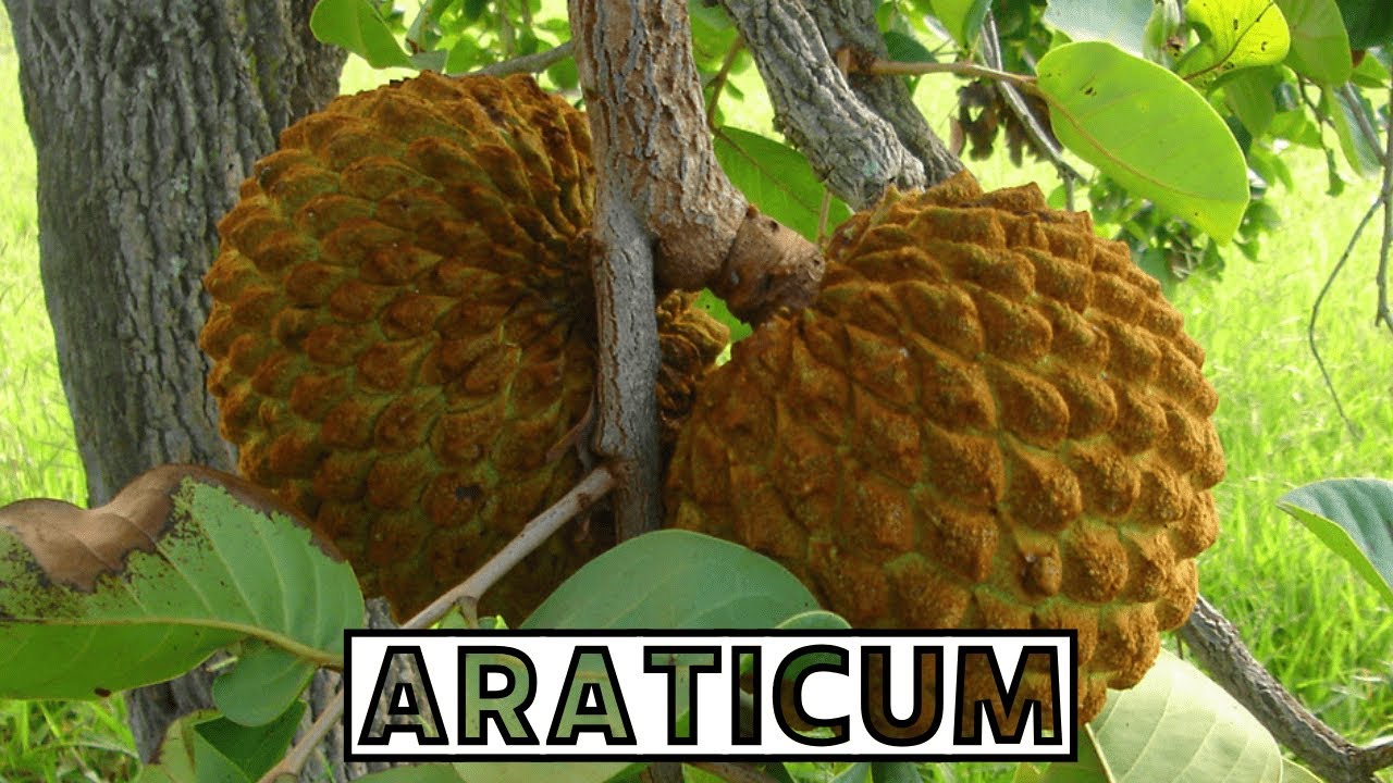 15 Benefícios da FRUTA ARATICUM: Para que Serve e Como Usar [TEM ...