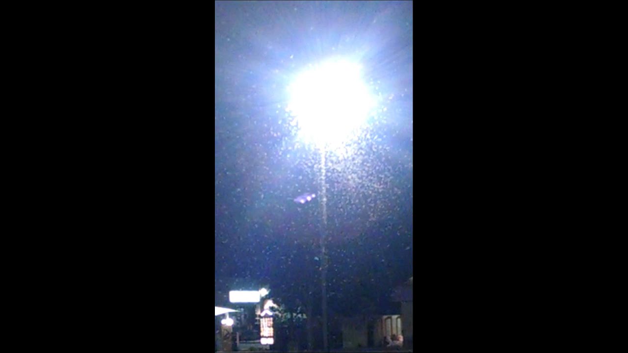 Mayfly Hatch in La Crosse WI - July 4th 2015 - YouTube