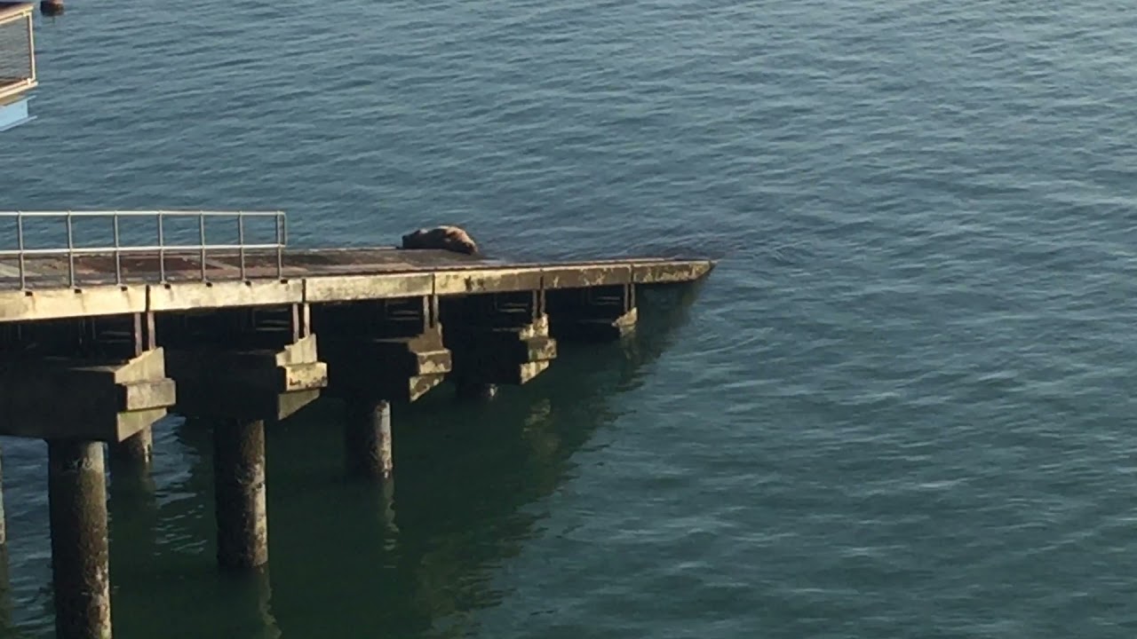 Walrus in Tenby wales on Easter sunny 2021 early in the morning ...