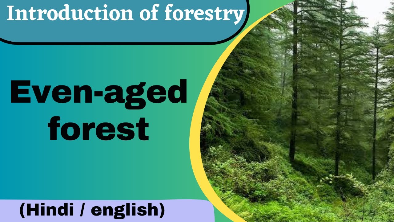 Even-aged forest || shelterwood harvesting system|| @scoringscience ...