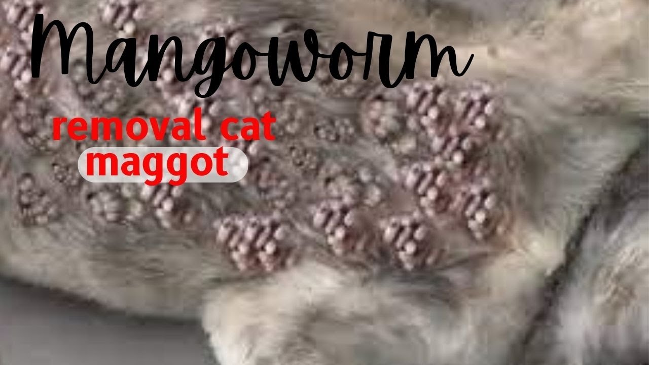 Mangoworm removal cat maggot / des asticots chez le chat - YouTube