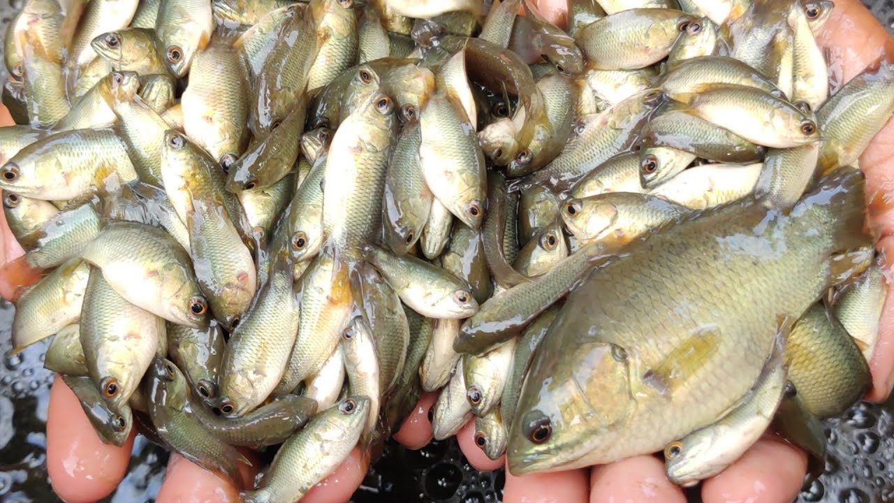 Climbing perch fishh seeds farm in Bangladesh | Fish Counting and ...