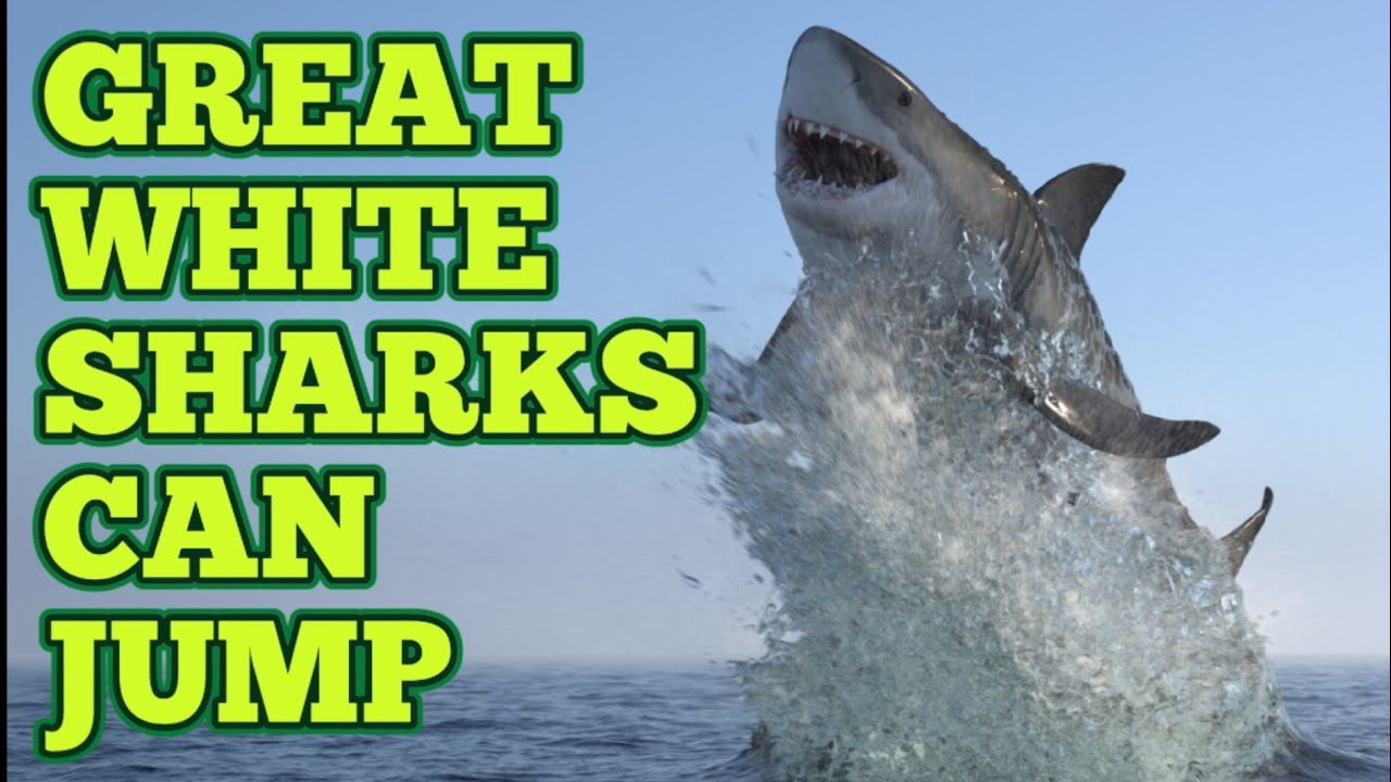 You Won't Believe How These Great White Sharks Jump Out Of The Water ...