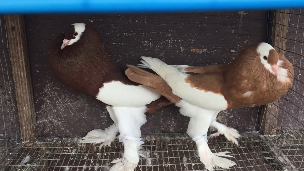 Pairing up Young Reverse wing pouters - YouTube