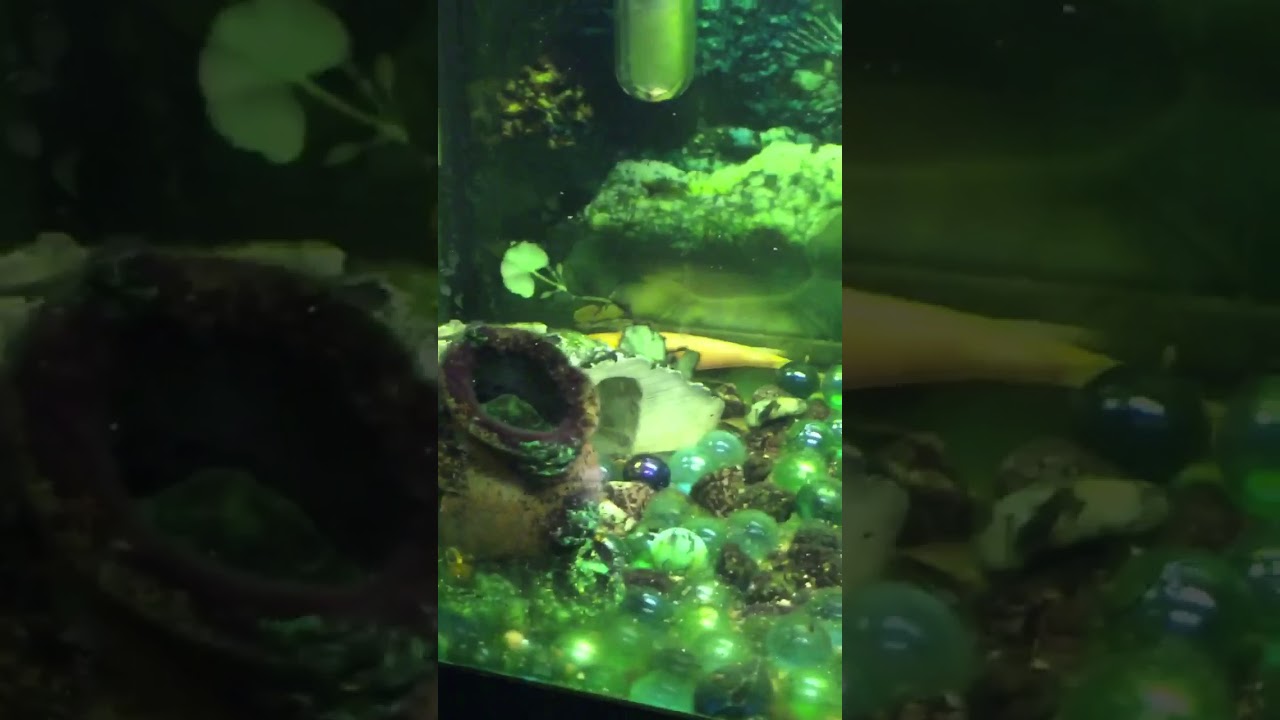 Autistic fish be like - YouTube