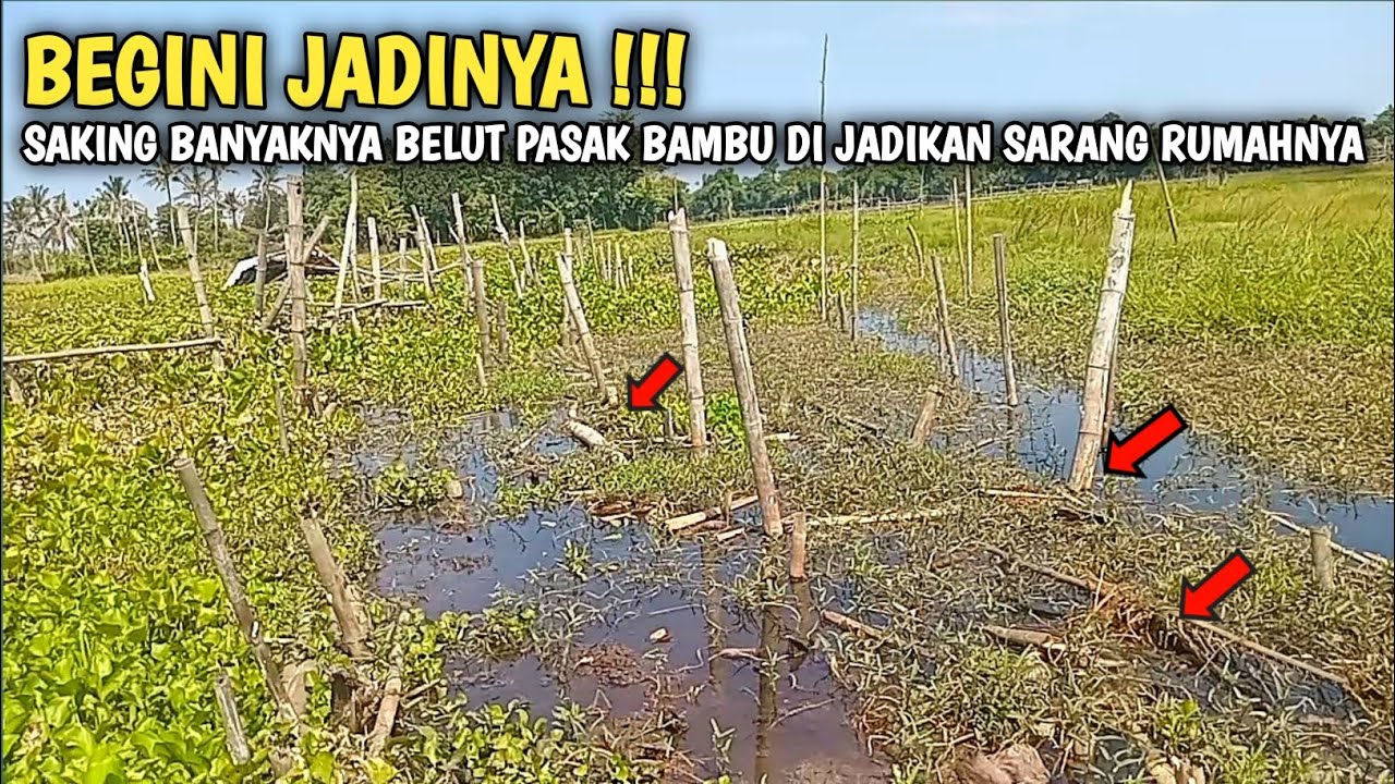 SIAPA YANG GAK SENANG !! SETIAP PASAK BAMBU DI HUNI BELUT BESAR - YouTube