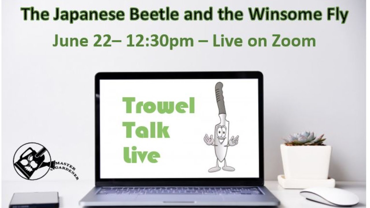 TTL 12 - The Japanese Beetle and the Winsome Fly - YouTube