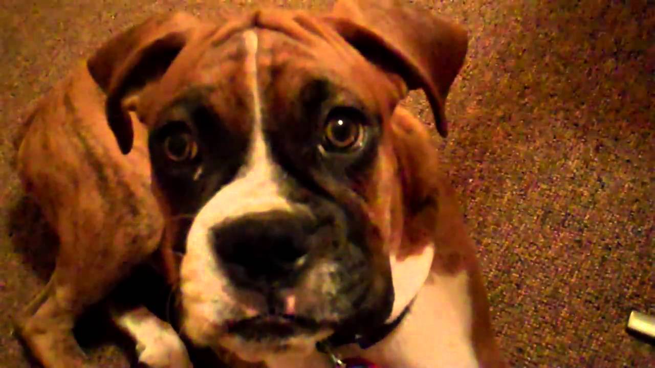 Boxer sings with a ringtone - YouTube