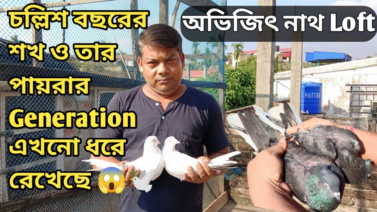 Old Generation Kabutar 🕊️ AVIJIT NATH Loft at Madhyamgram #giribaz ...
