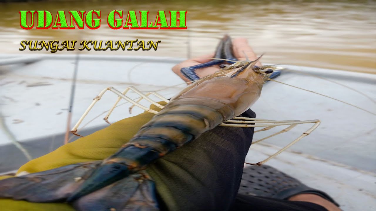 MEMANCING UDANG GALAH SADO DI SUNGAI KUANTAN | JENGGO #VLOG9 - YouTube